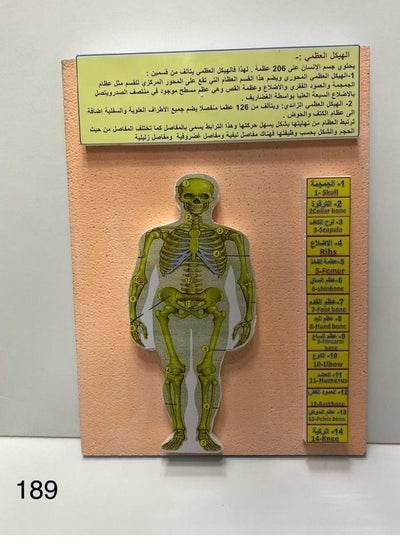 The skeleton 3D school project – Family book shop